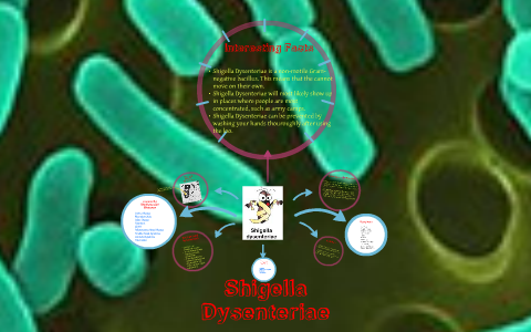 Shigella Dysentariae by daniel suh on Prezi