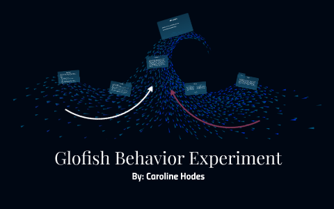 Glofish Behavior Experiment by Caroline Hodes on Prezi