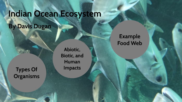 Indian Ocean Ecosystem by Davis Dugan on Prezi