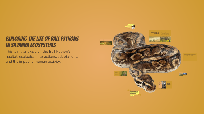 Exploring the Life of Ball Pythons in Savanna Ecosystems by Mitchell ...