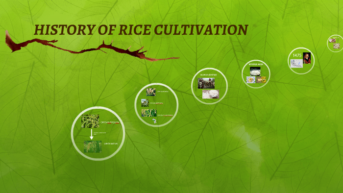 HISTORY OF RICE CULTIVATION by matilde guarnieri on Prezi