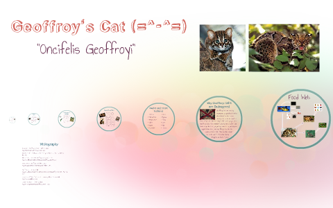 Geoffry's Cat :) by Jessica Gentle on Prezi