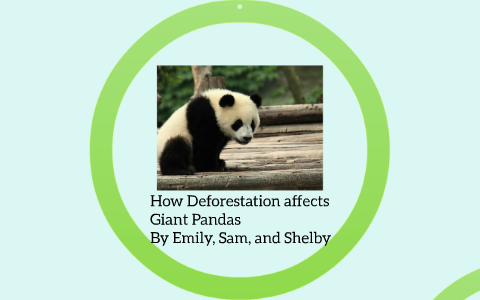 How Deforestation affects Pandas by Shelby King on Prezi