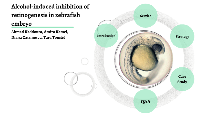 HD zebrafish presentation by Ahmad Kaddoura on Prezi