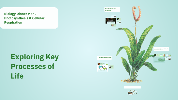 Biology Dinner Menu - Photosynthesis & Cellular Respiration by Adolfo ...