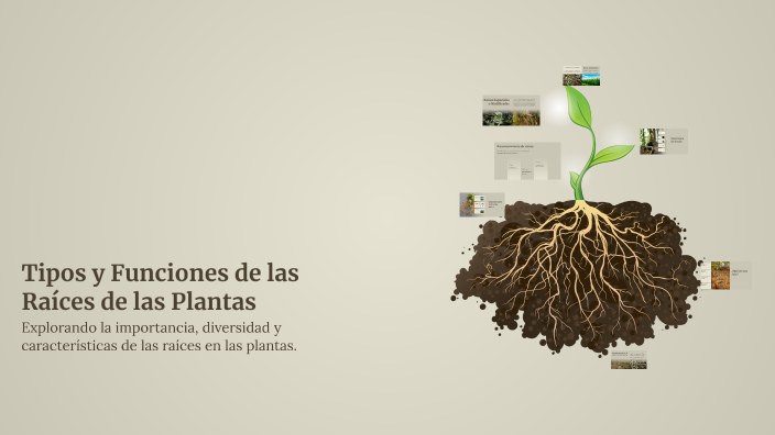 Tipos y Funciones de las Raíces de las Plantas by Alfredo Mamani Saico ...