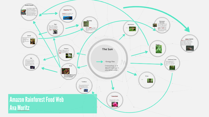 Amazon Rainforest Food Web by Ava Moritz on Prezi