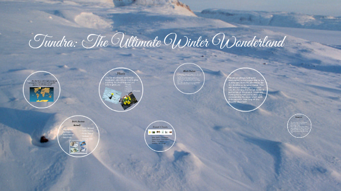 Tundra: Winter Wonderland by jillian lavin