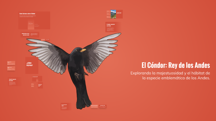 El Cóndor: Rey de los Andes by Carmen Manrique Barriga on Prezi