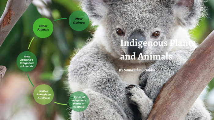 Indigenous Plants and animals by Samantha Staples on Prezi