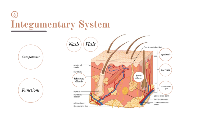 Integumentary System by Melody DeBlasio on Prezi