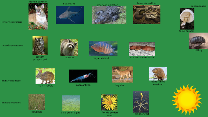 Local Food Web- Sophie Asleson by Sophie Asleson on Prezi