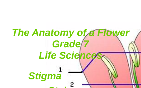 The Anatomy of a Flower by Michelle Gee on Prezi