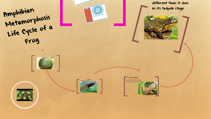 Amphibian Metamorphosis by on Prezi