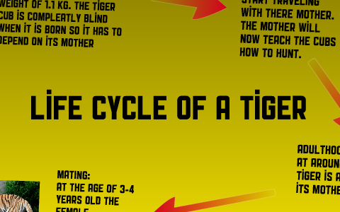 Life Cycle of a Tiger by Thomas Ryan on Prezi