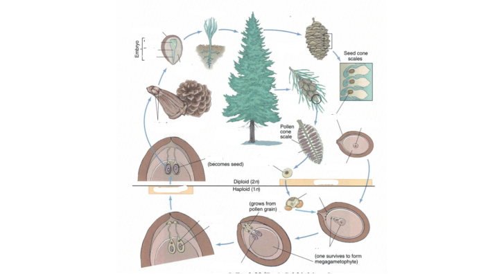 Life Cycle of a Longleaf Pine Tree by Jessica Kramer on Prezi