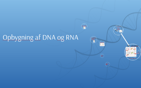 Opbygning af DNA og RNA by Karoline Bønke on Prezi