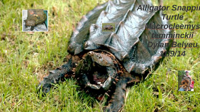 Alligator Snapping Turtle by dylan belyeu on Prezi