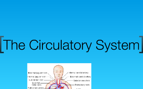 The Circulatory System by Kayla Cagle on Prezi