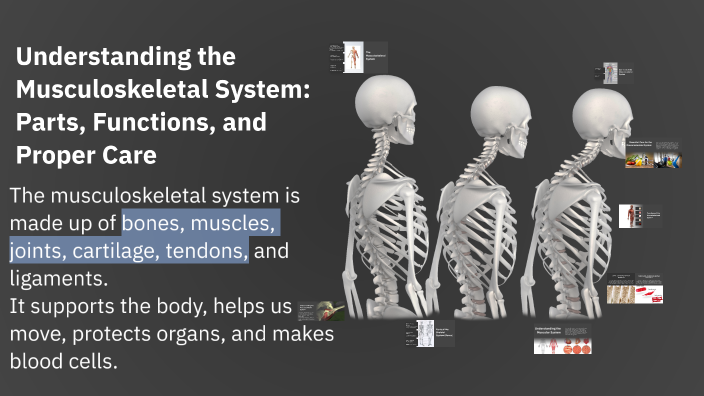 Understanding the Musculoskeletal System: Parts, Functions, and Proper ...