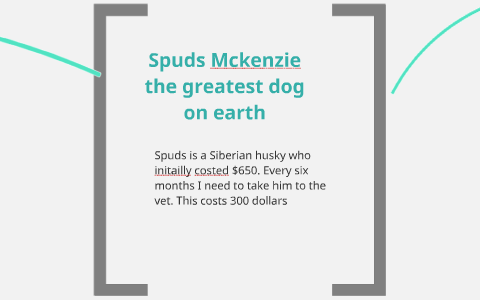 spuds mckenzie the greatest dog on earth by ben wiche on Prezi