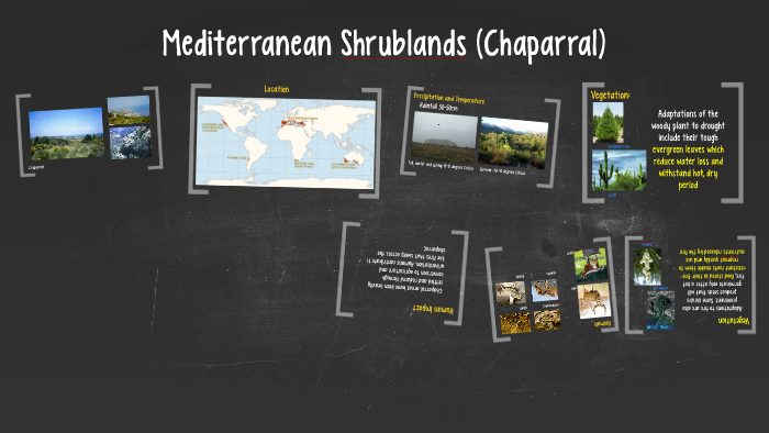 Mediterranean Shrublands (Chaparral) by Jec Dyek on Prezi