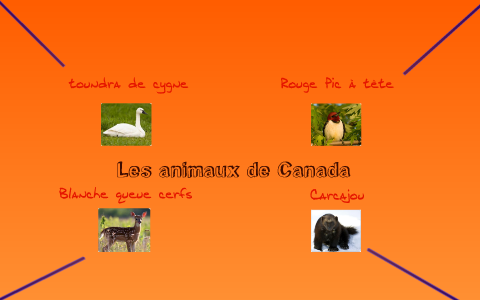 Les animaux de canada by Valentin Shalmiev on Prezi