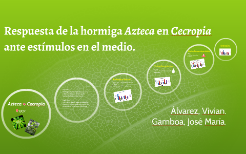 Respuesta de la hormiga Azteca en Cecropia ante estímulos en by Vivian ...