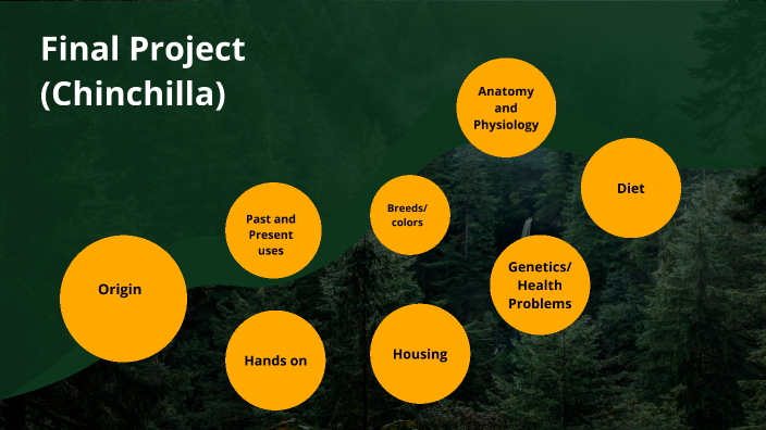 Final Project (Chinchilla) by Illaijah Joseph on Prezi