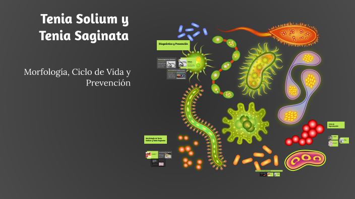 Tenia Solium y Tenia Saginata by ARIEL SOTO FLORES on Prezi