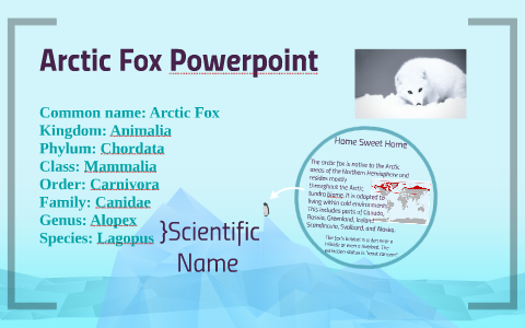 Arctic Fox Powerpoint by kalie grant on Prezi