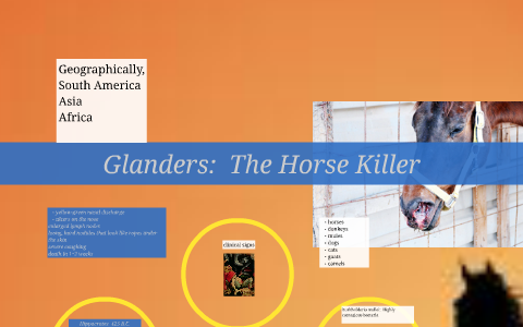 Glanders Disease by Eva Kay Castillo on Prezi