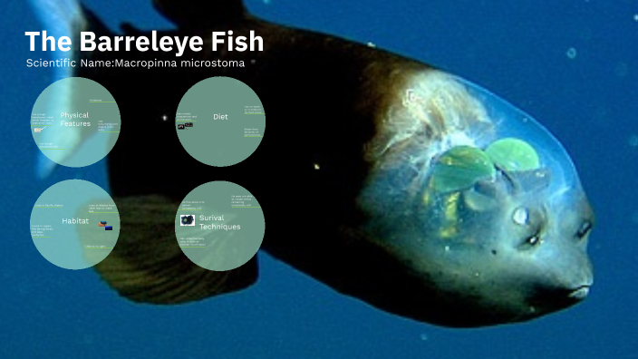 The Barreleye Fish By Andrew Garske On Prezi
