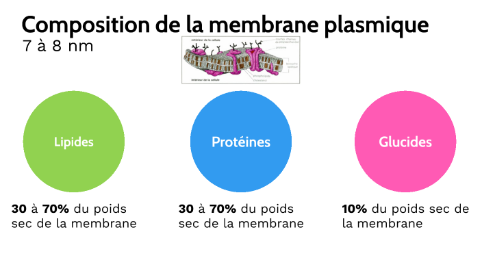 Composition membrane plasmique by Maëlis LE ROUX on Prezi