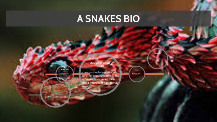 A SNAKES BIO by jeremiah pittman on Prezi