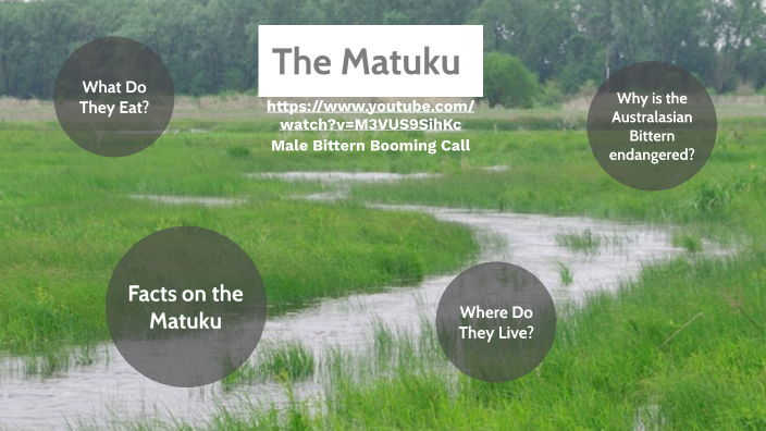 The Matuku Bird Presentation by Olivia SWAN on Prezi