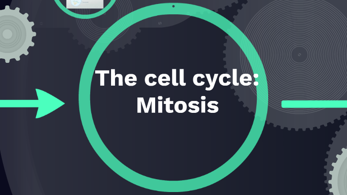 The Cell Cycle: Mitosis by Jae-lienn Robbins on Prezi