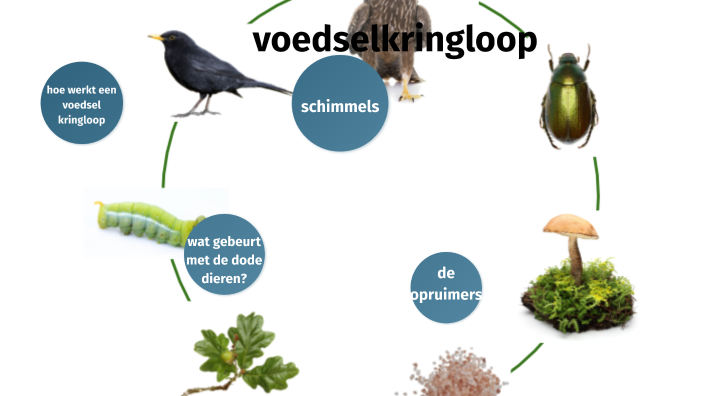 voedselkringloop by Fleur Sep on Prezi