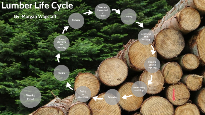 Lumber life Cycle by Morgan Wagstaff on Prezi