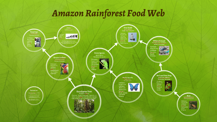 AICE EM Pd. 3 Amazon Rainforest Food Web by Madison Touchton on Prezi