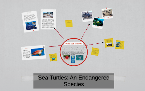 Sea Turtles: An Endangered Species by on Prezi