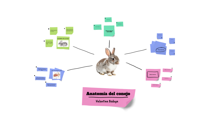 Anatomía del conejo by valenn on Prezi
