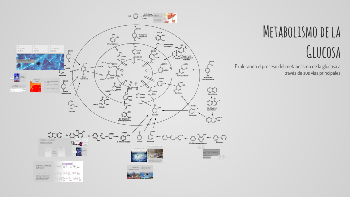 Metabolismo de la Glucosa by Anderson velazquez on Prezi