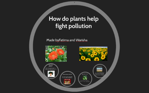 How do plants help fight pollution by fatima. warisha on Prezi