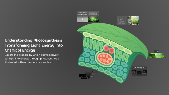 Understanding Photosynthesis: Transforming Light Energy into Chemical ...