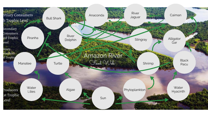 Amazon River Food Web by Nicole Hoffmann on Prezi