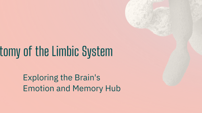 Anatomy of the Limbic System by m k on Prezi