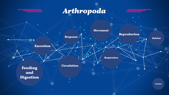 Animal Diversity Project by Joseph Bitonti on Prezi