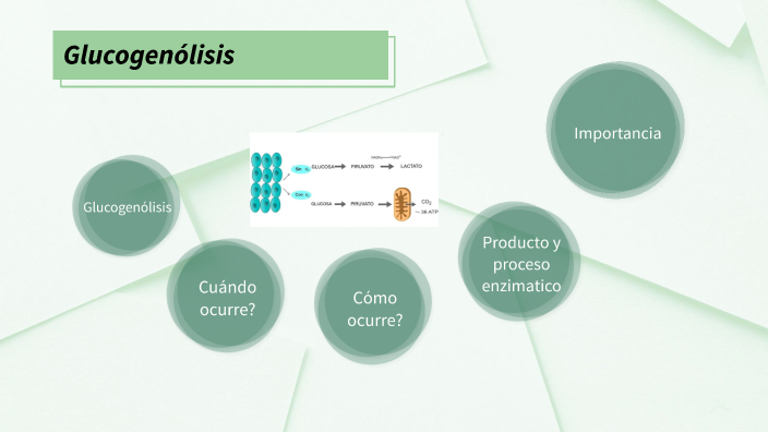 Glucogenolisis by Andrea Cevallos on Prezi
