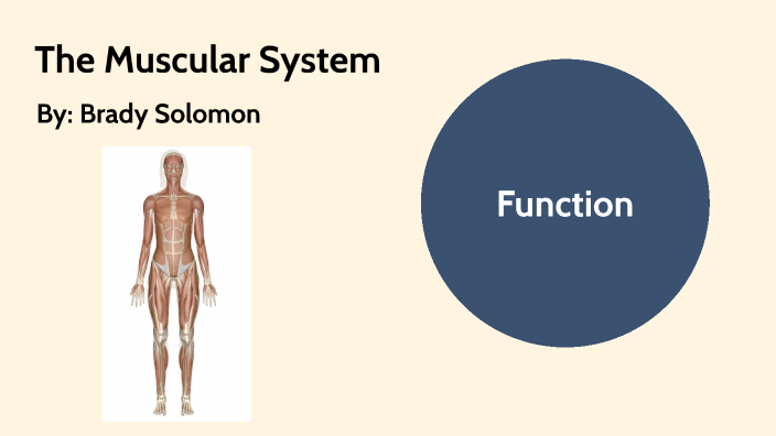 The Muscular System by Brady Solomon on Prezi